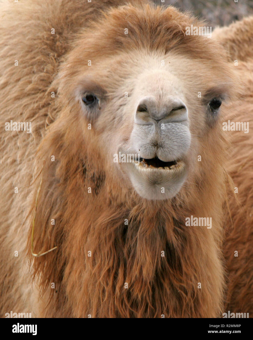 Camel Eyes High Resolution Stock Photography and Images - Alamy