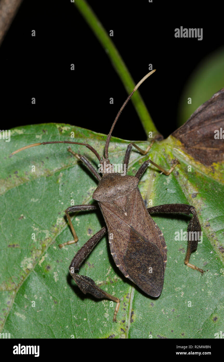 Leaf footed coreidae bug hi-res stock photography and images - Alamy