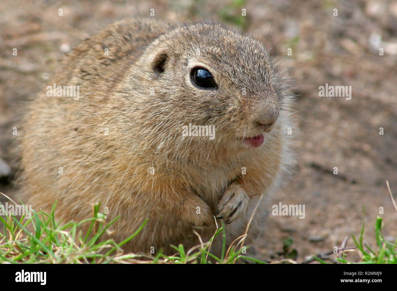 Gophers head hi-res stock photography and images - Alamy