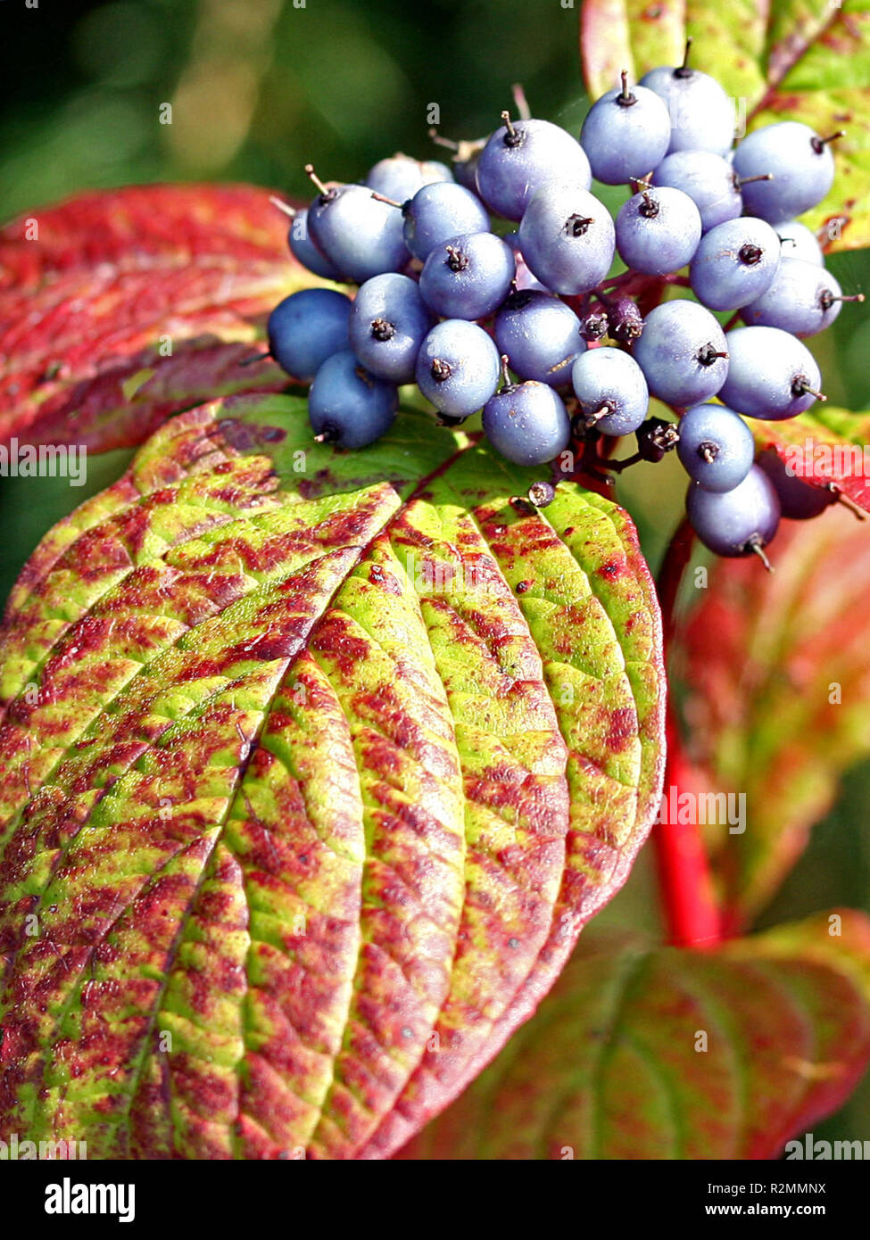 Celestial dogwood hi-res stock photography and images - Alamy