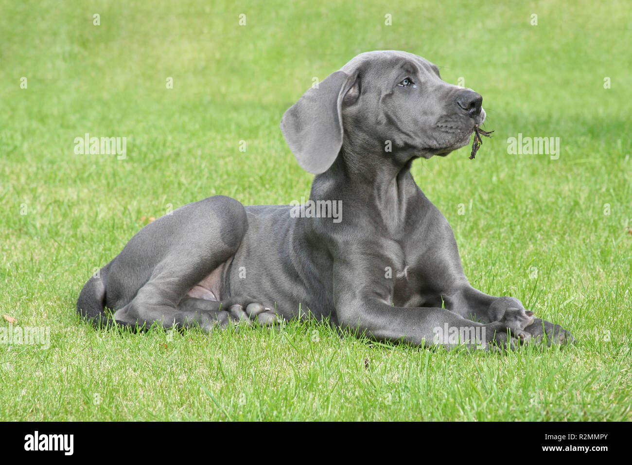 Blue great dane hi-res stock photography and images - Alamy