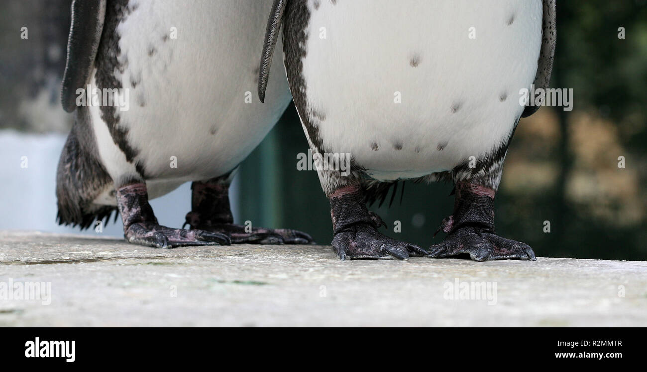 Two feet bird hi-res stock photography and images - Alamy