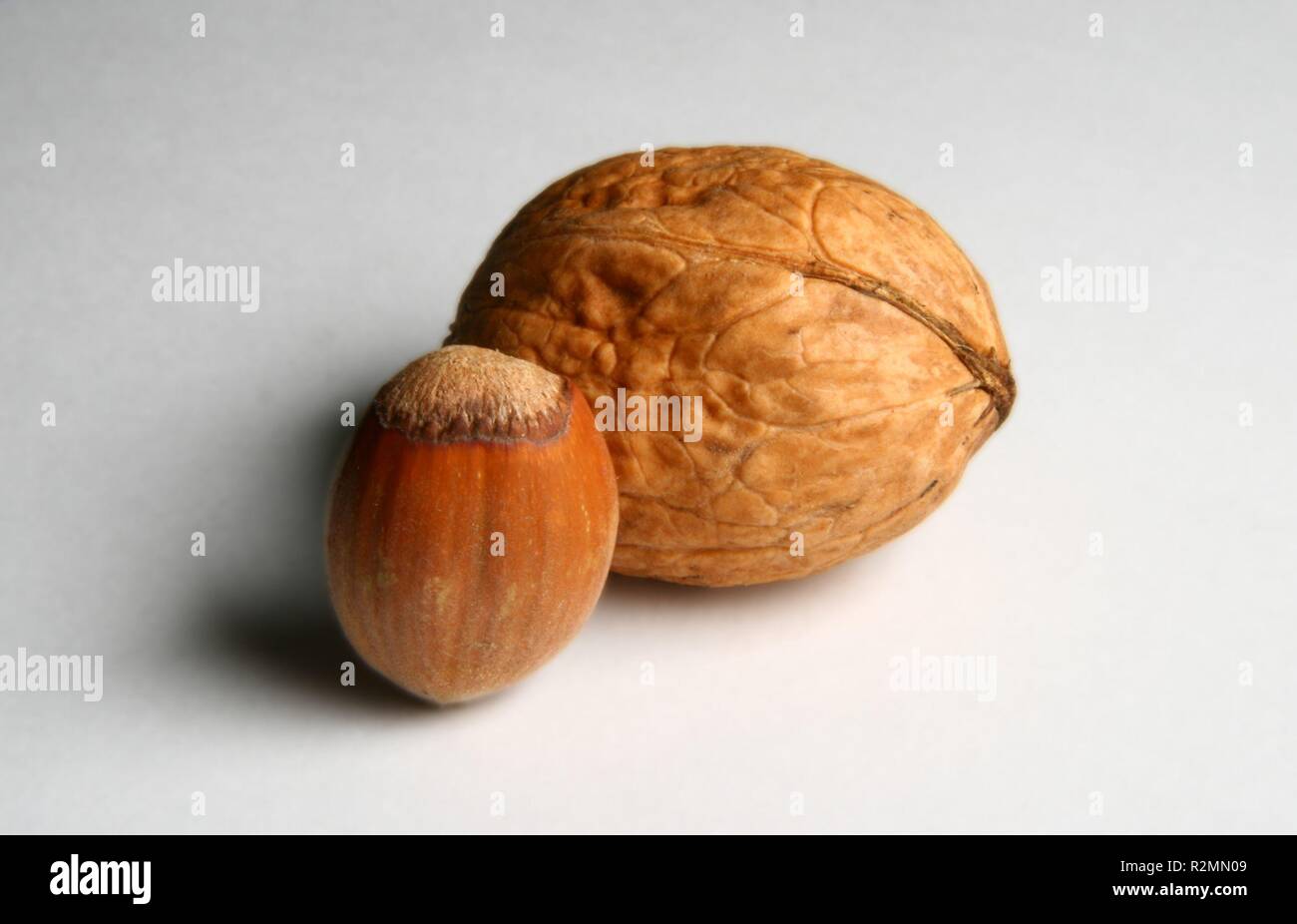 walnut and hazelnut Stock Photo - Alamy