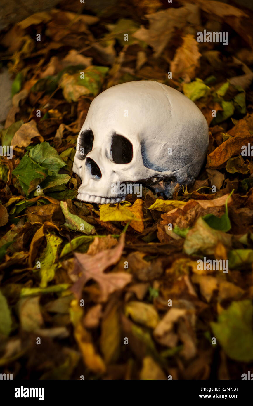 Scary jawless Halloween skull in Autumn fallen leaves Stock Photo - Alamy