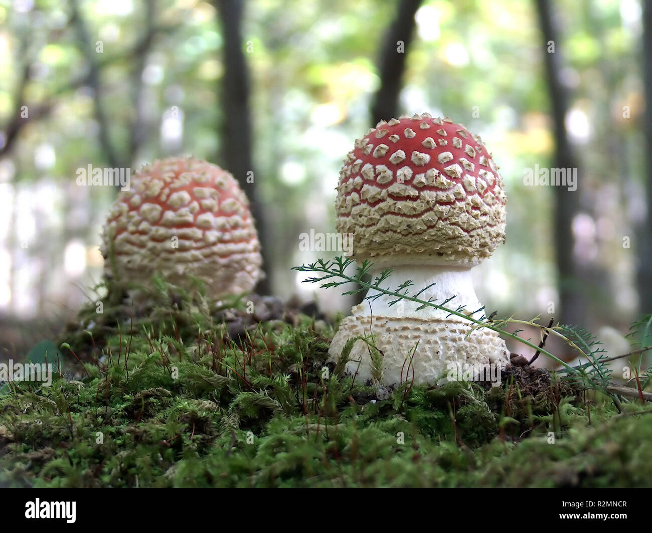 i have one more Stock Photo - Alamy