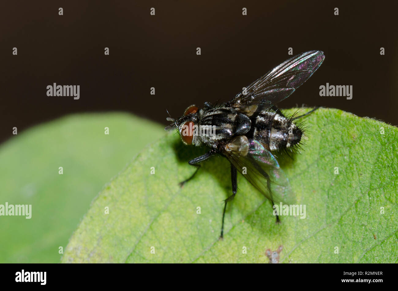 Tachinid Fly, Nemorilla pyste Stock Photo - Alamy