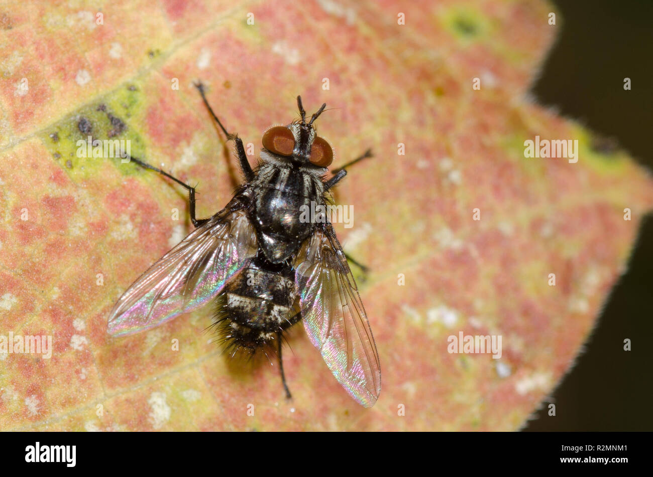Tachinid Fly, Nemorilla pyste Stock Photo - Alamy