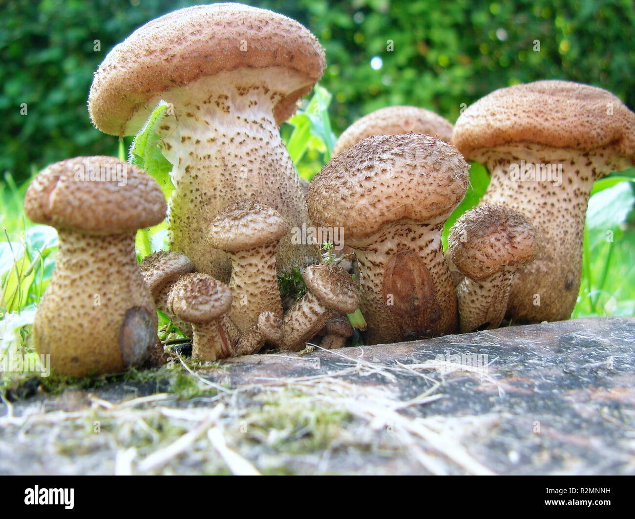 Mushroom facts hi-res stock photography and images - Alamy
