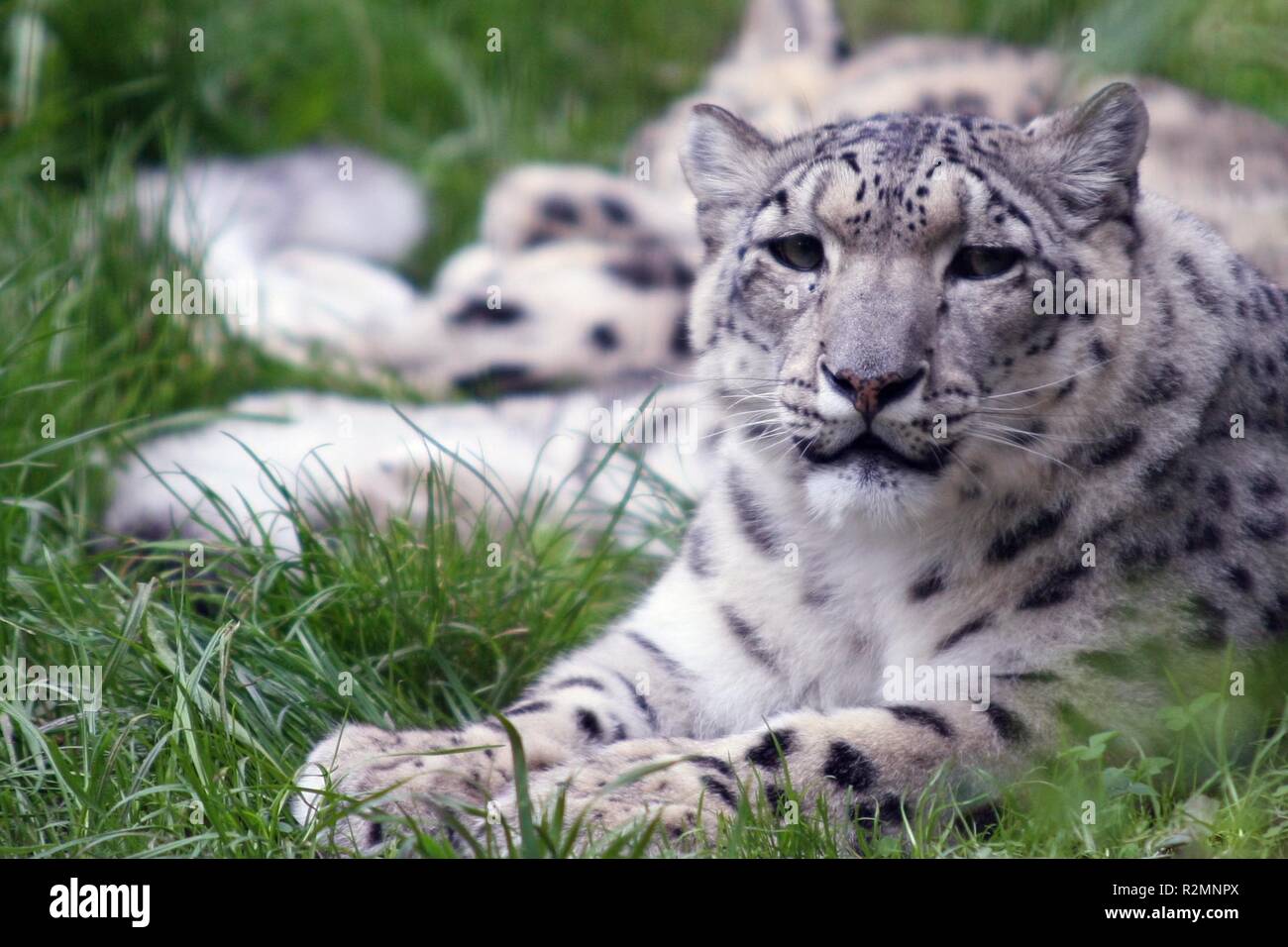Caucasian leopard panthera hi-res stock photography and images - Alamy