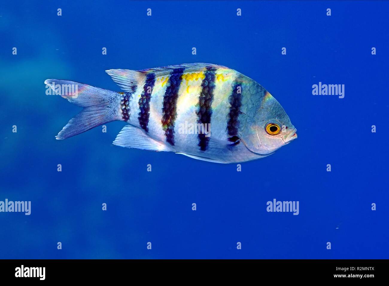 Soldatenfisch hi-res stock photography and images - Alamy