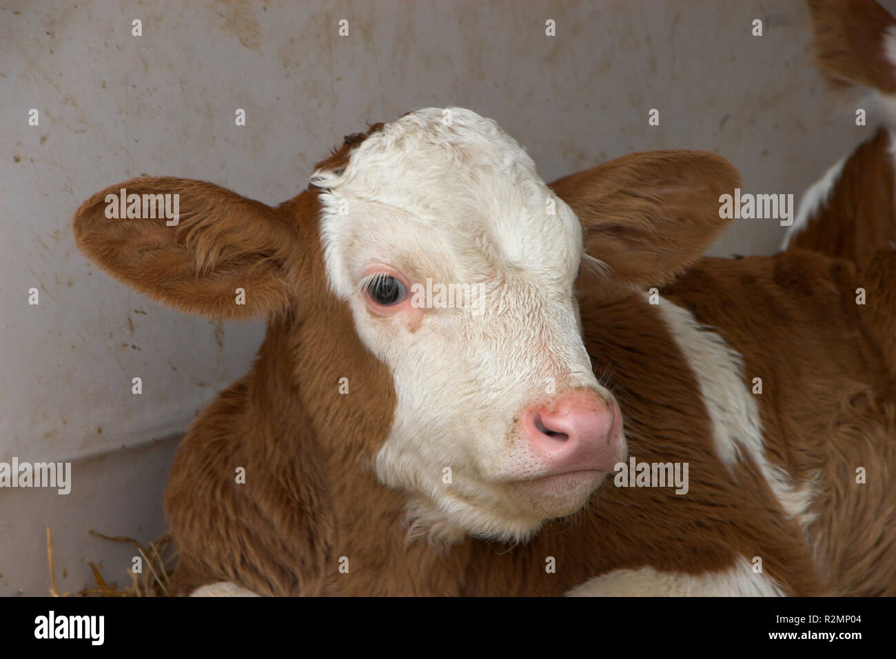 portrait of a calf Stock Photo - Alamy