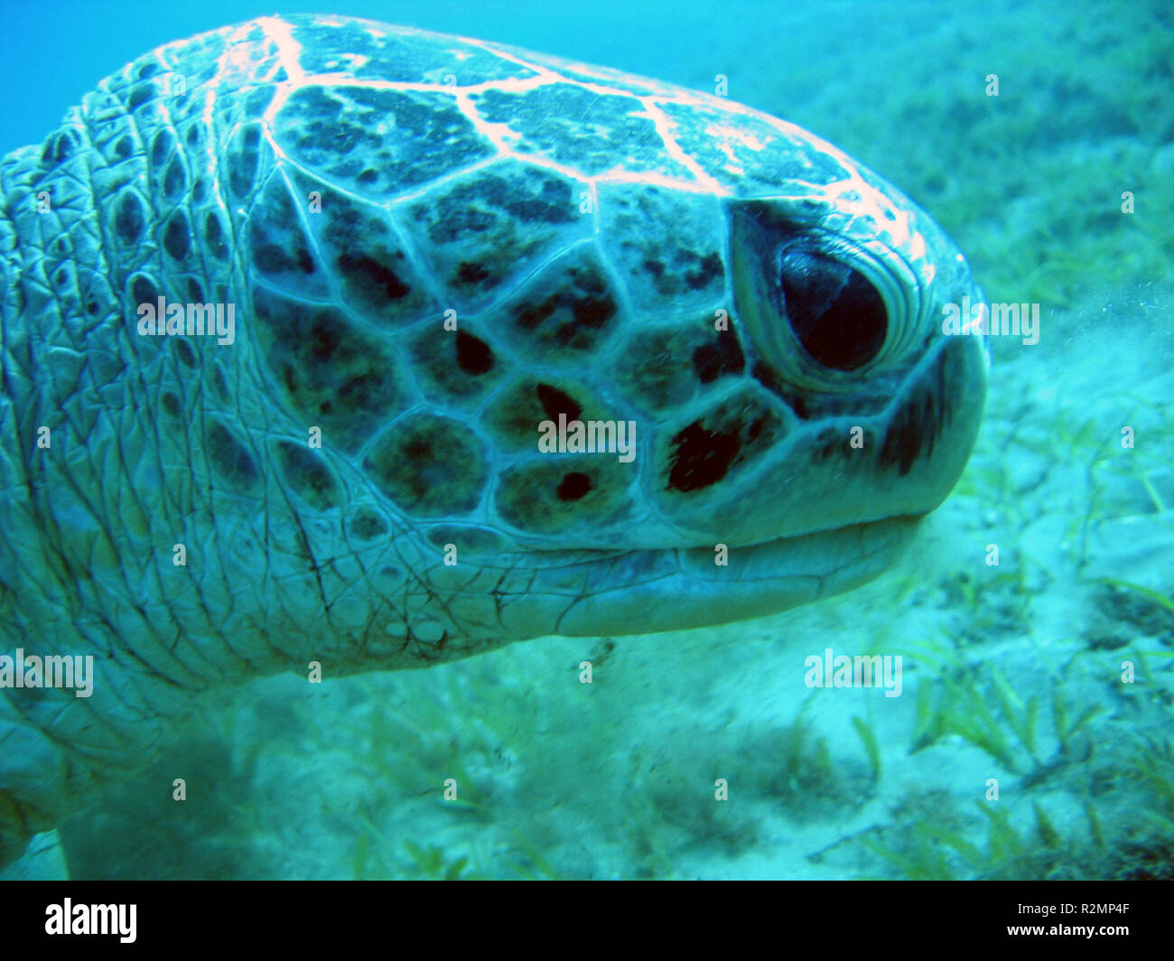 Green sea turtle eye salt hi-res stock photography and images - Alamy