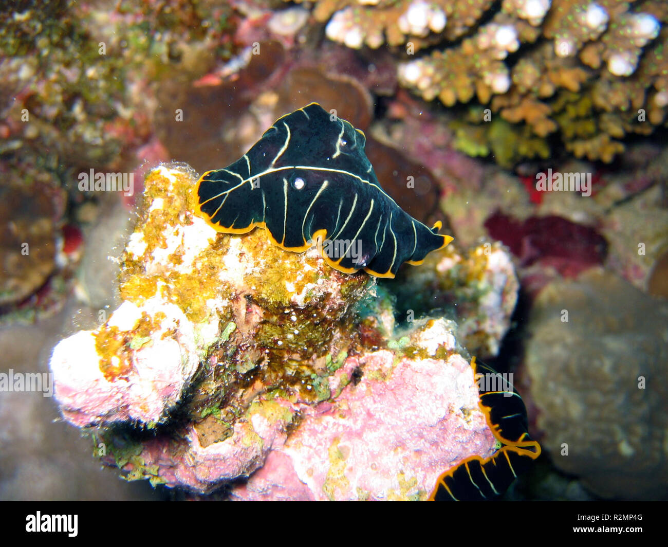 Black flatworm hi-res stock photography and images - Alamy