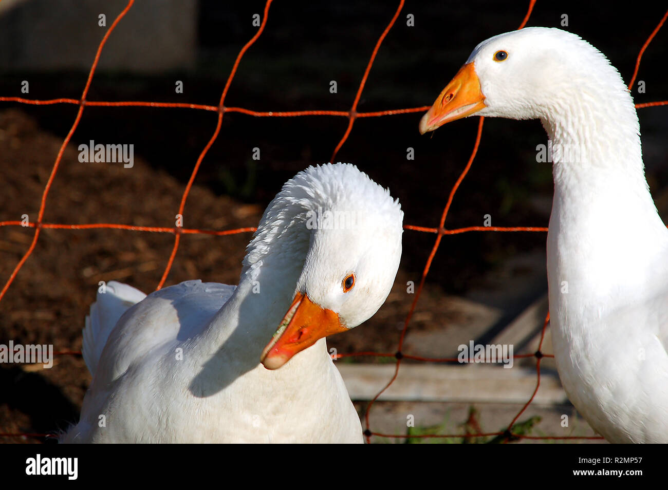 Ga nsehals hi-res stock photography and images - Alamy