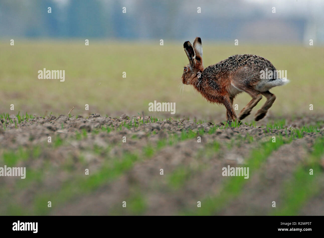 Hase field hi-res stock photography and images - Alamy