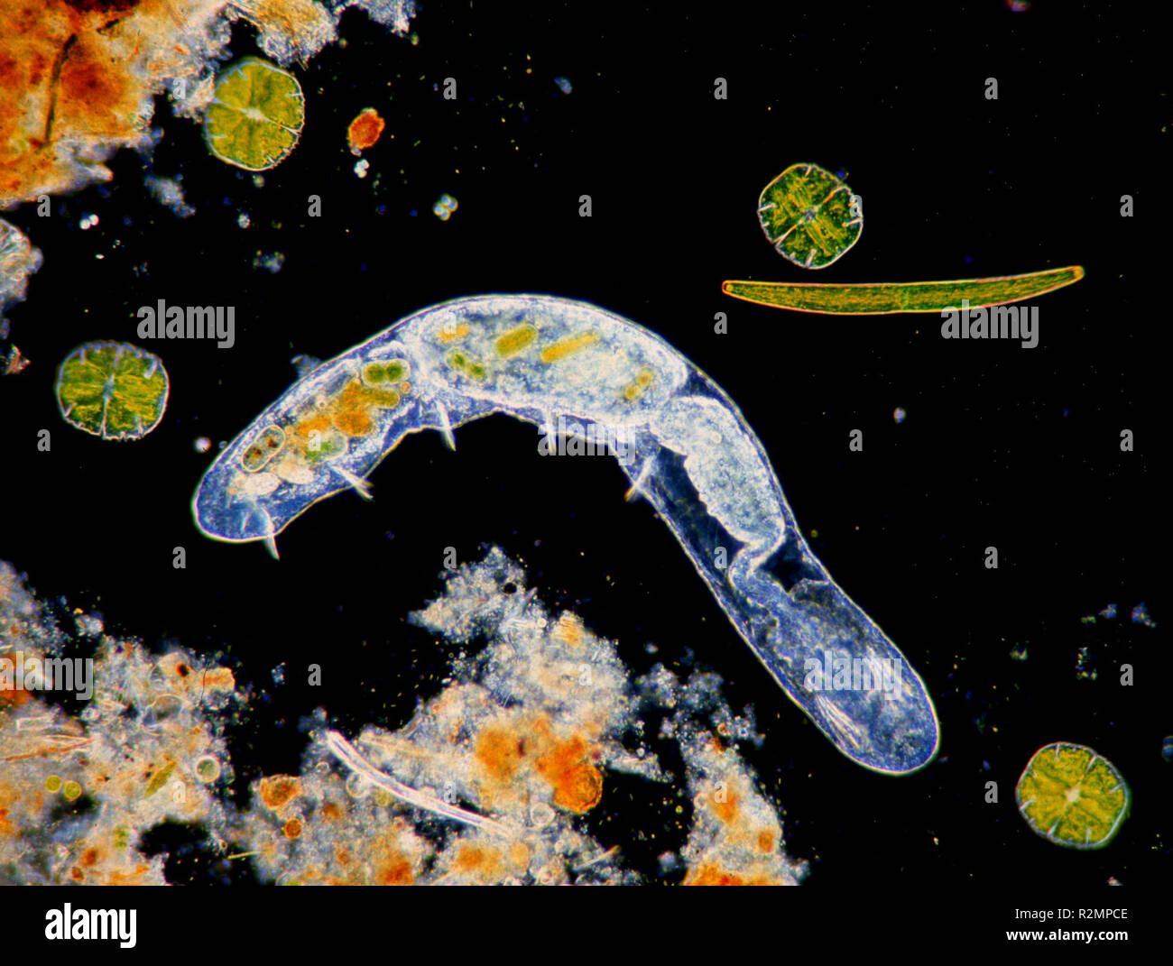 Micrasterias hi-res stock photography and images - Alamy