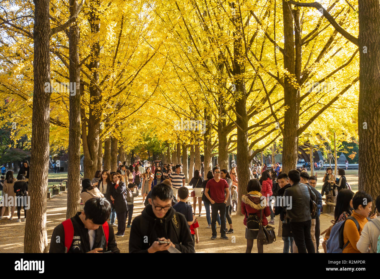 Nami Island in South Korea is colourful with trees bearing autumn ...