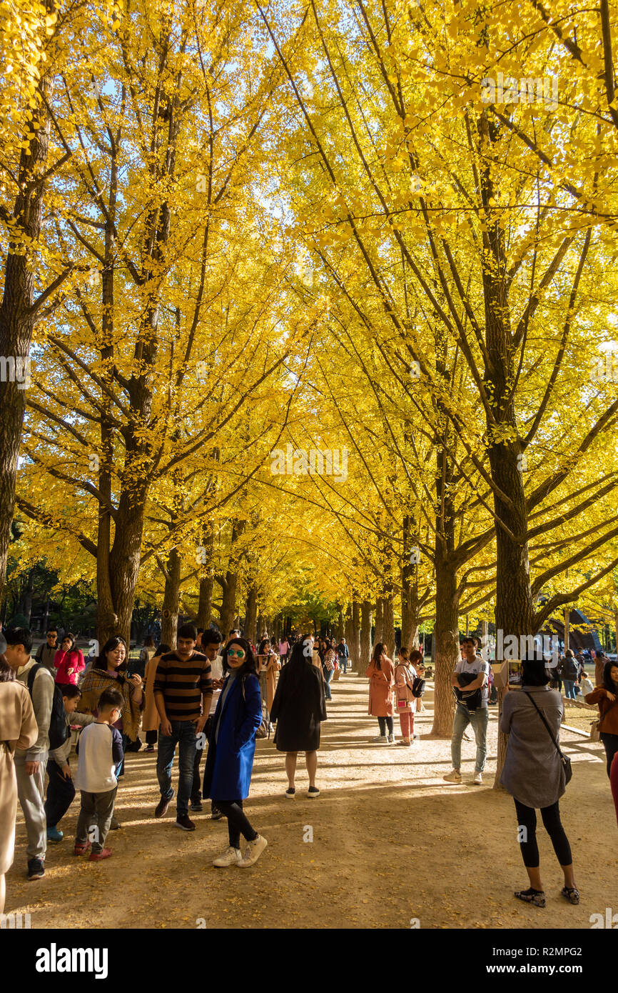 Nami Island in South Korea is colourful with trees bearing autumn ...