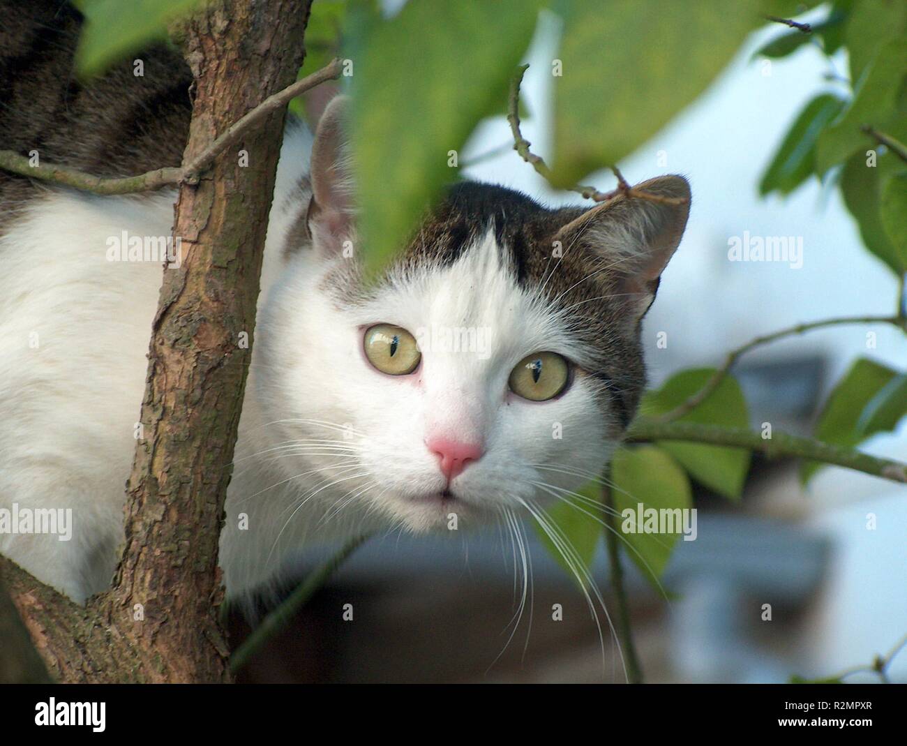 Putzi hi-res stock photography and images - Alamy