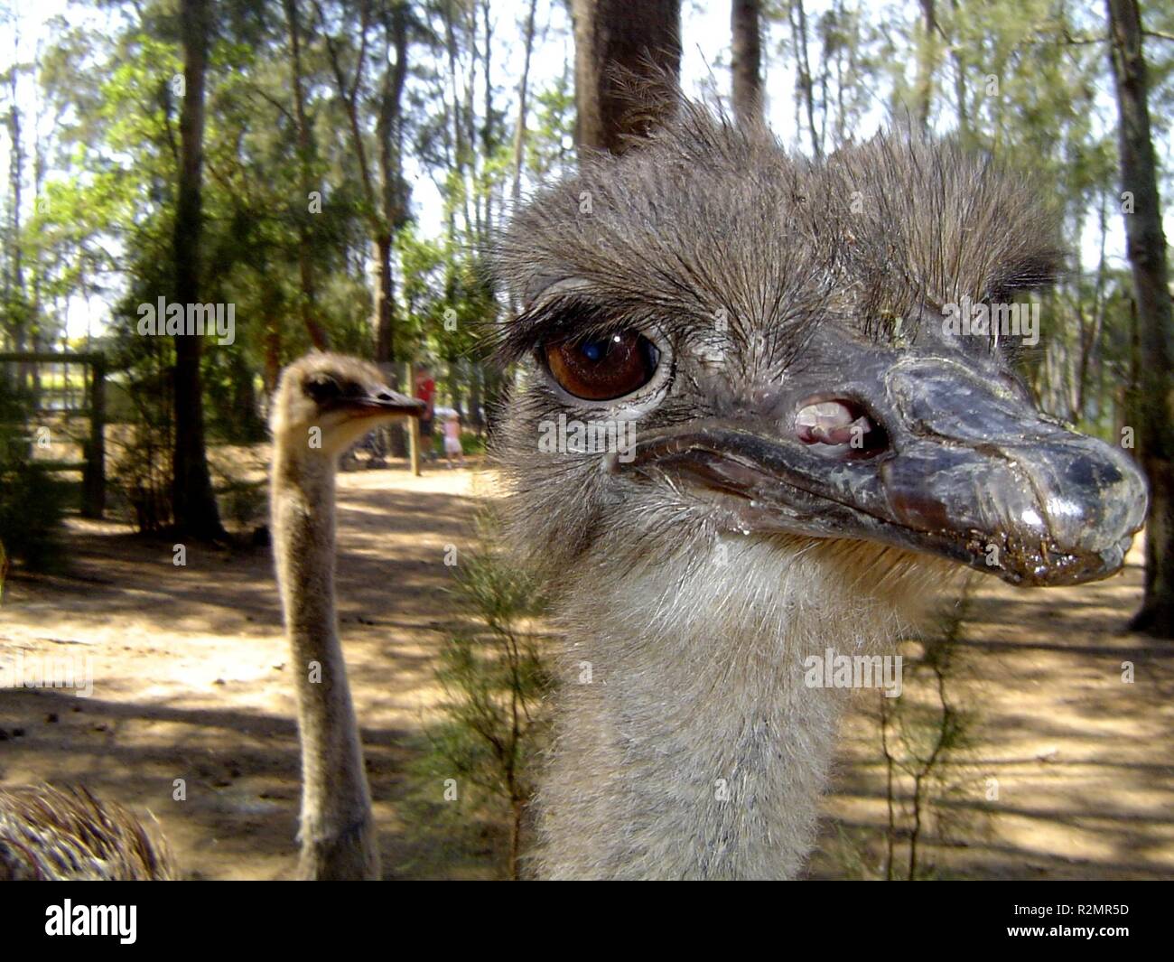 Emu with mouth open hi-res stock photography and images - Alamy