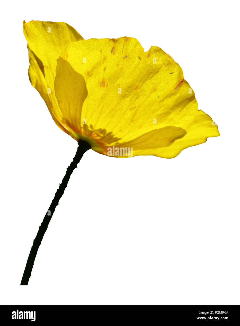 Sunbeam flower Cut Out Stock Images & Pictures - Alamy