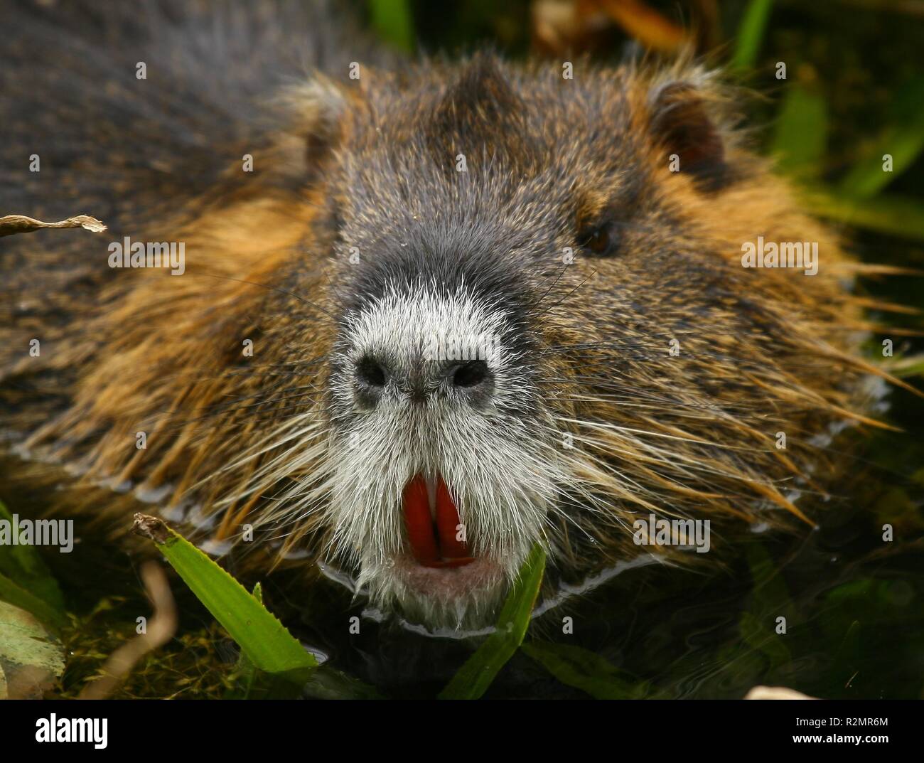 Nutria rodent teeth hi-res stock photography and images - Alamy