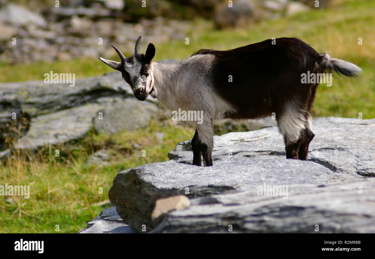 goat in south tyrol Stock Photo - Alamy