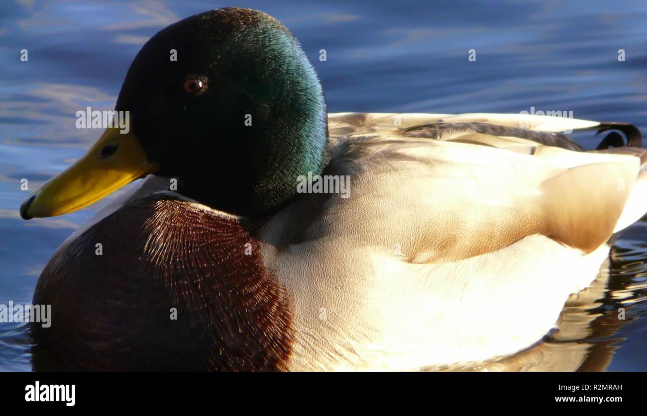 Henry drake hi-res stock photography and images - Alamy