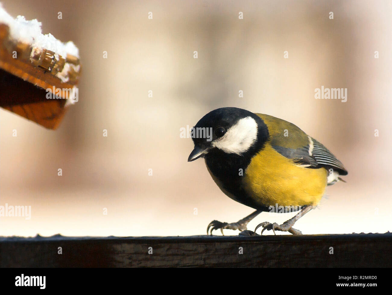 Hungry aviary hi-res stock photography and images - Alamy
