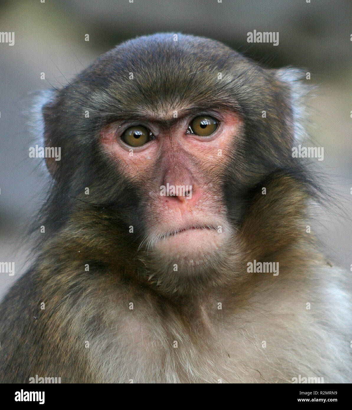 monkey (macaca fuscata Stock Photo - Alamy