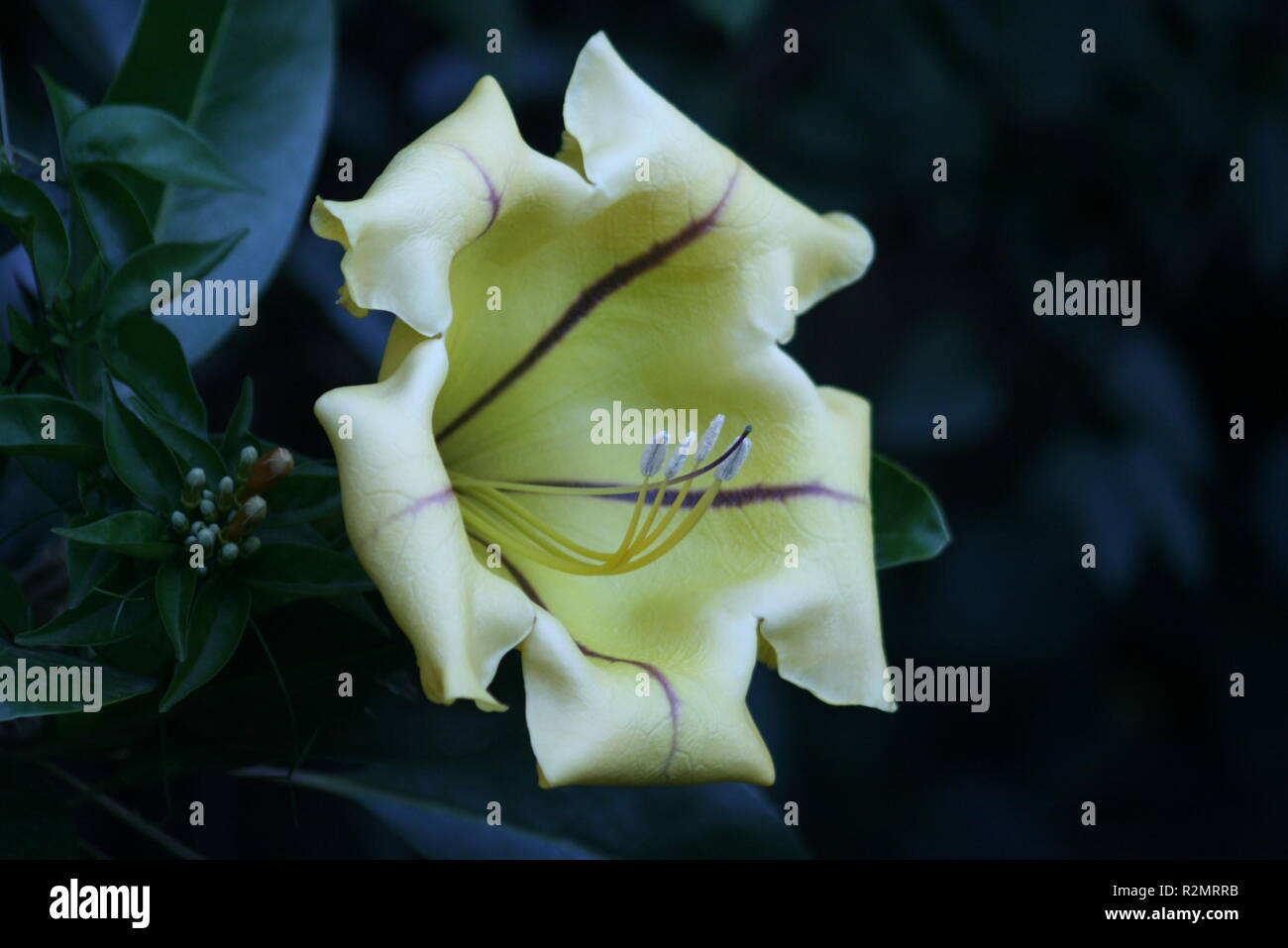 Flower of solandra maxima hi-res stock photography and images - Alamy