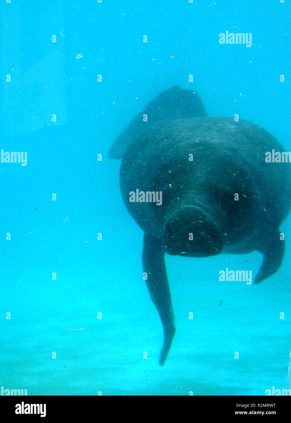 Manatee amazon hi-res stock photography and images - Alamy