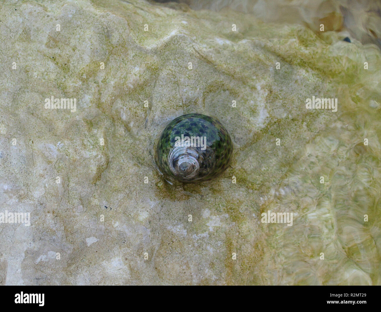 Stone mollusc algae snail hi-res stock photography and images - Alamy