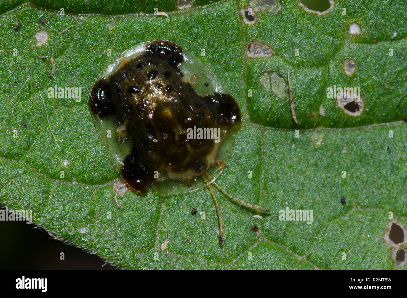 Plagiometriona hi-res stock photography and images - Alamy