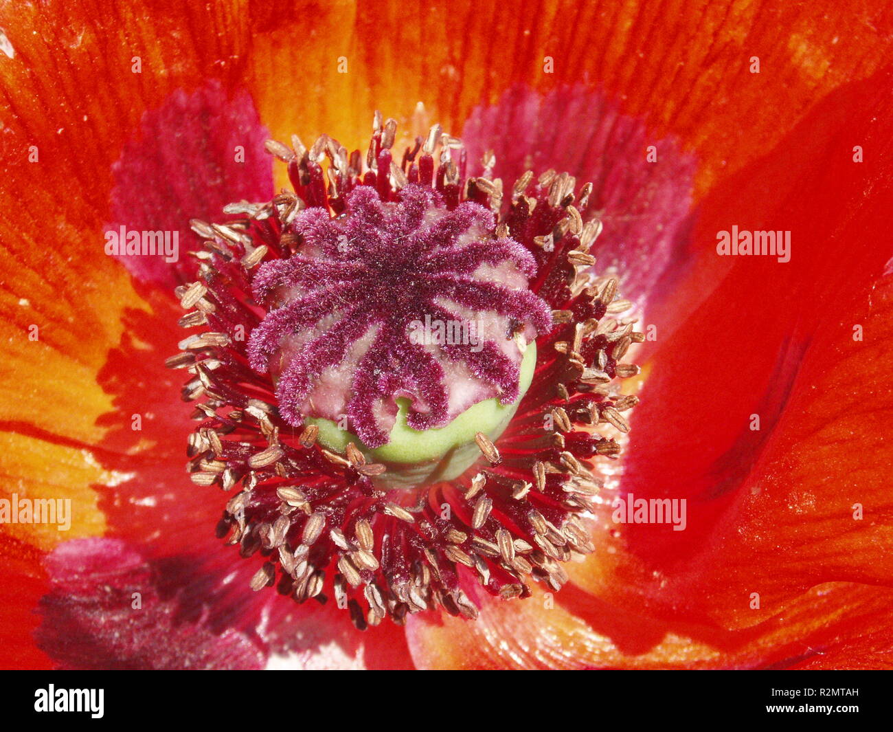 Mohnkapsel hi-res stock photography and images - Alamy