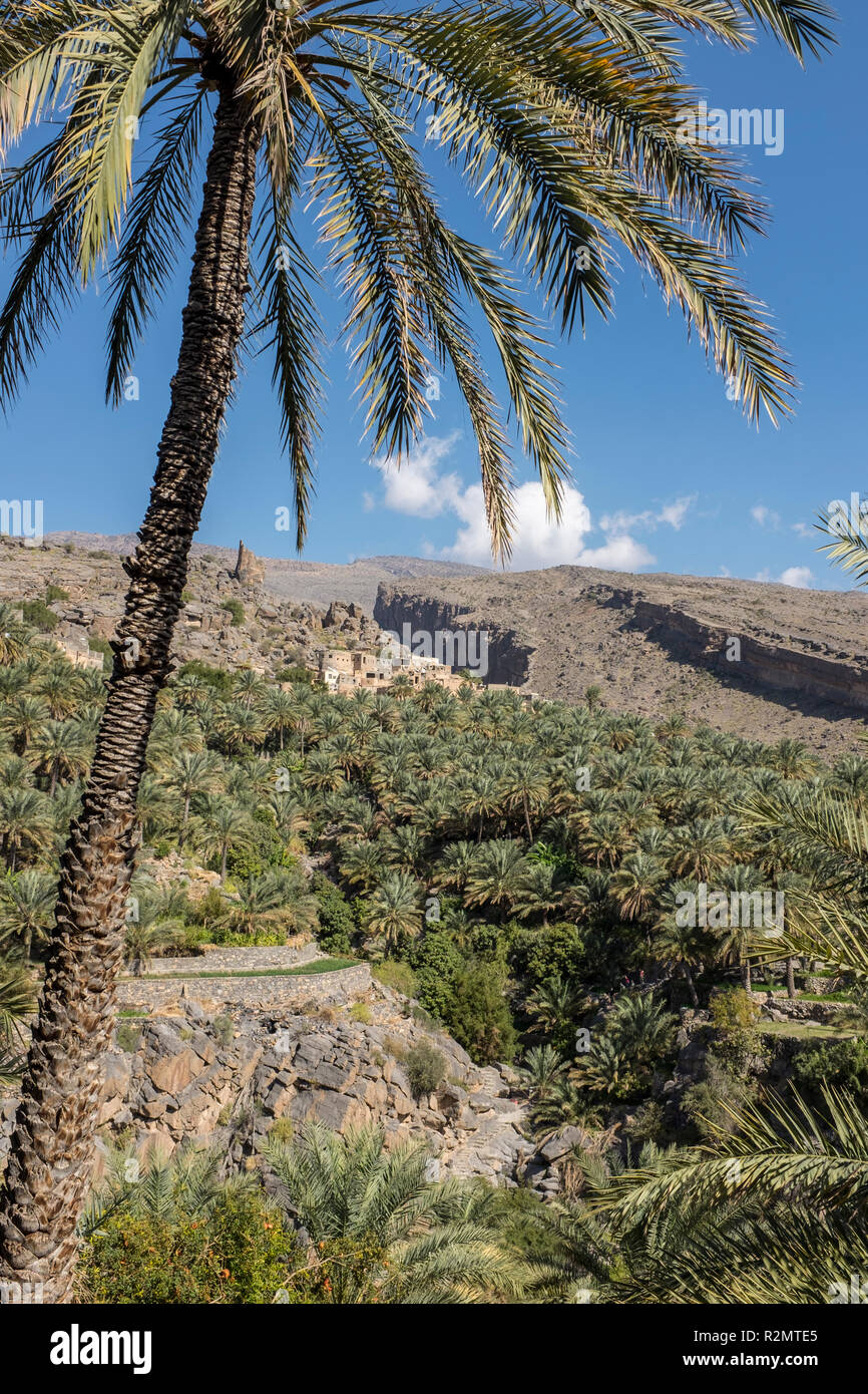 Palms, terraces and gardens surrounding Misfat Al Abriyeen, in Oman ...