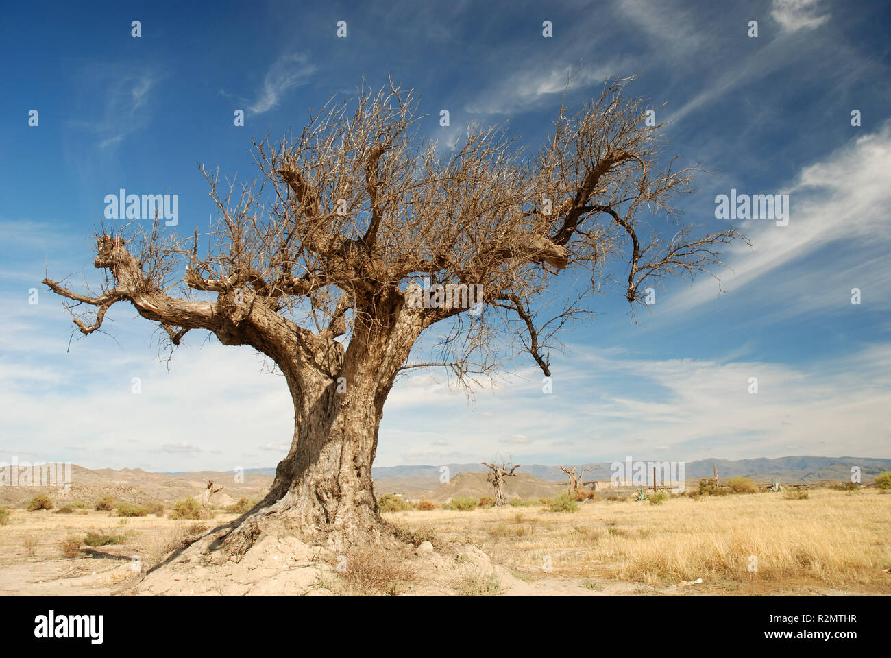 dried tree in the desert Stock Photo - Alamy