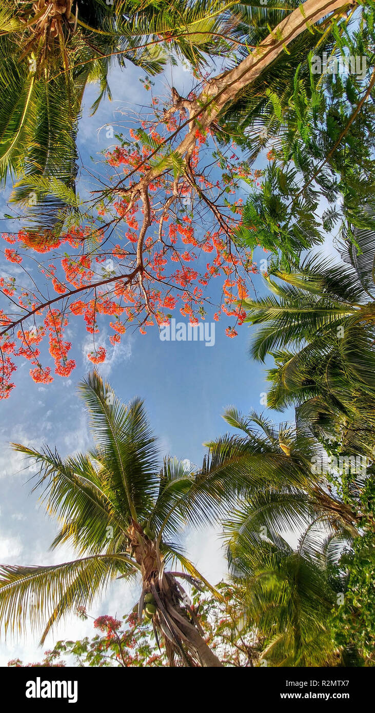 Blue sky surrounded by palm trees and red flowers, Fiji Stock Photo - Alamy