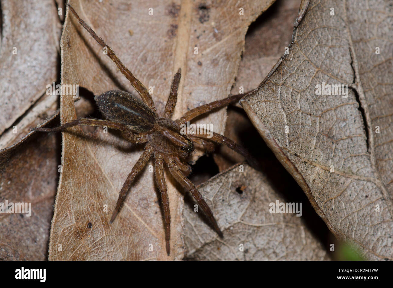Family lycosidae hi-res stock photography and images - Alamy