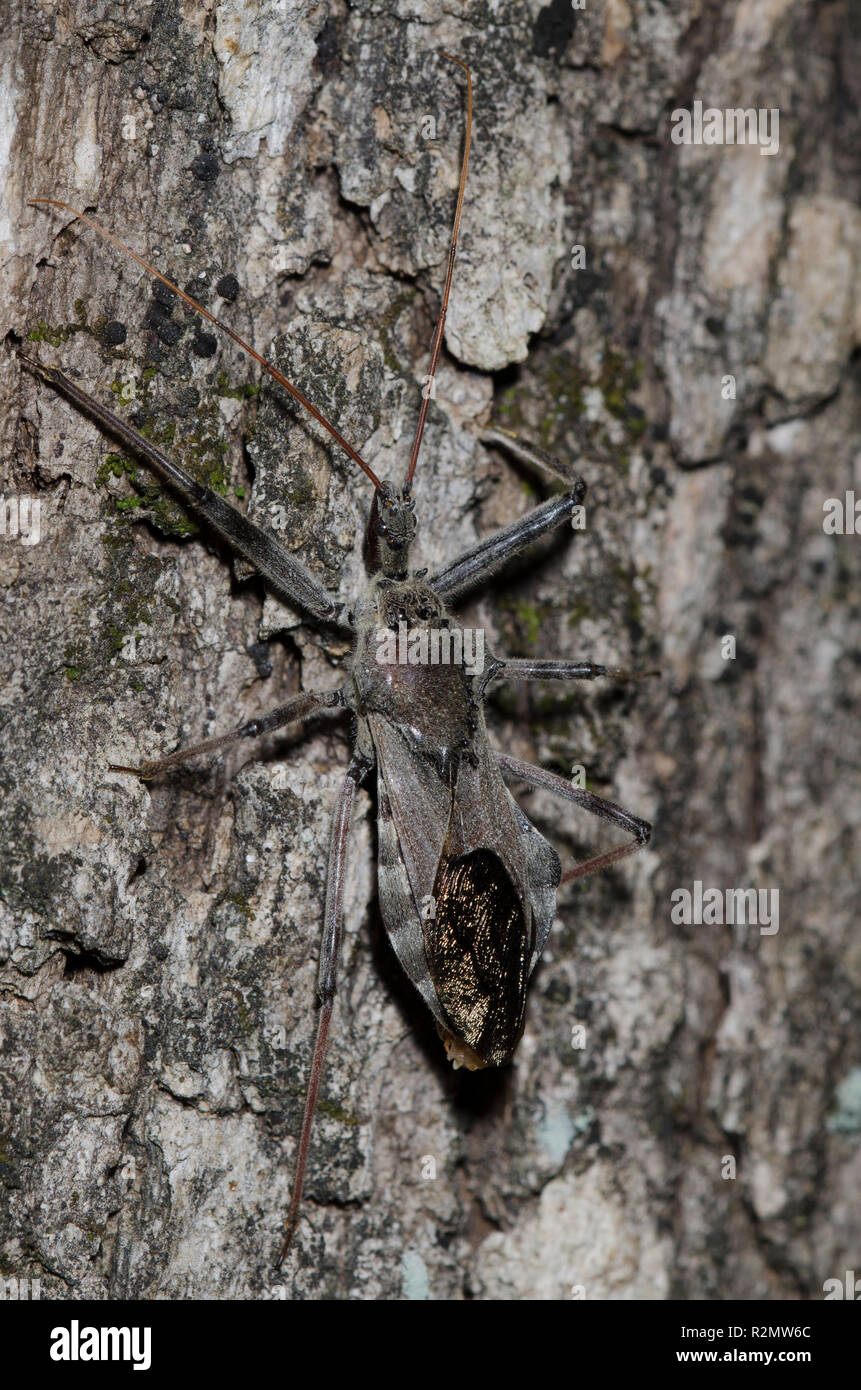 Wheel Bug, Arilus cristatus Stock Photo - Alamy
