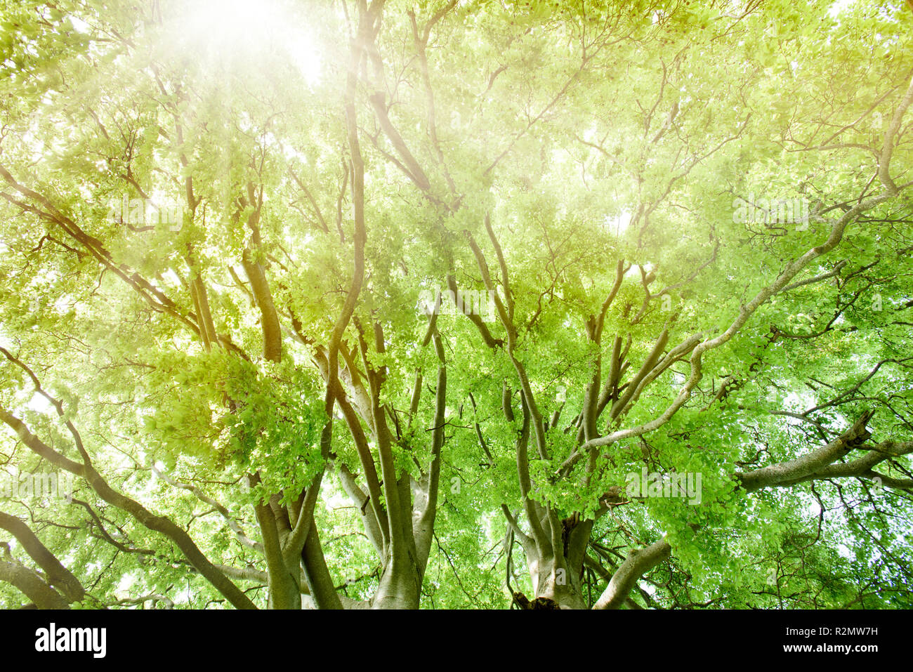 Very Old Lime Tree High Resolution Stock Photography and Images - Alamy