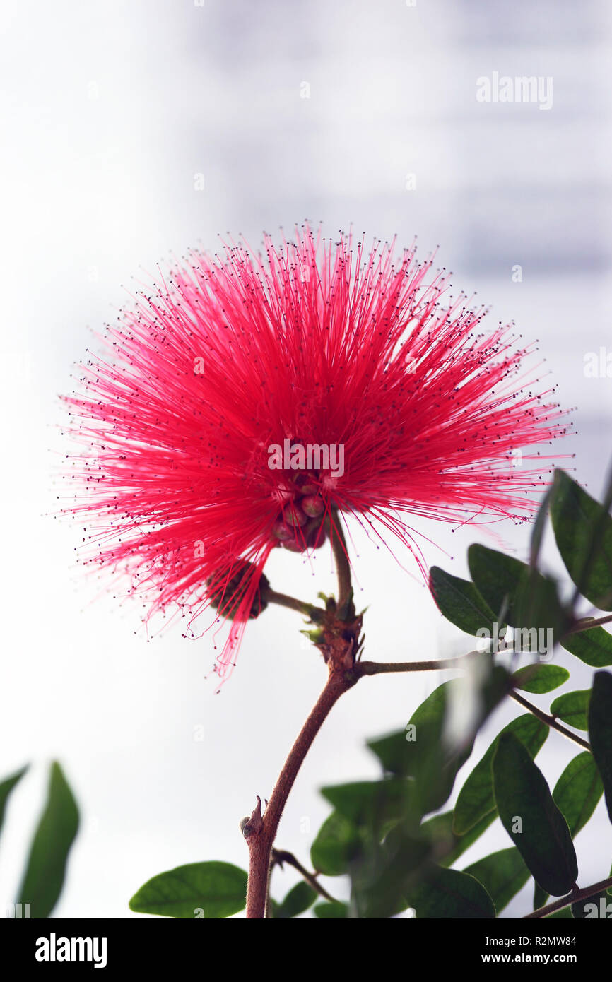 Calliandra tweedii hi-res stock photography and images - Alamy