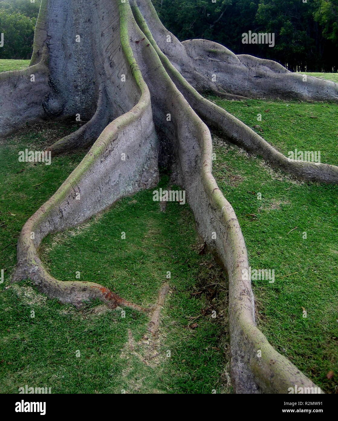 Barbados tree roots hi-res stock photography and images - Alamy