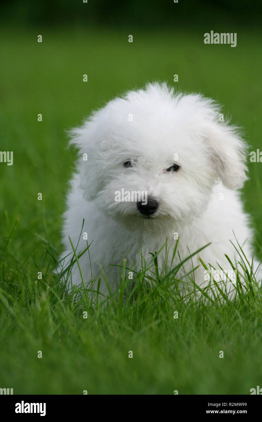 Darling doggie hi-res stock photography and images - Alamy