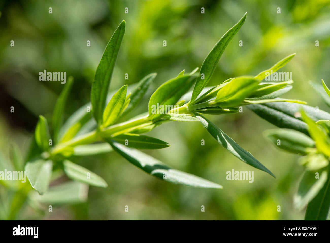 Hyssop plant hi-res stock photography and images - Alamy