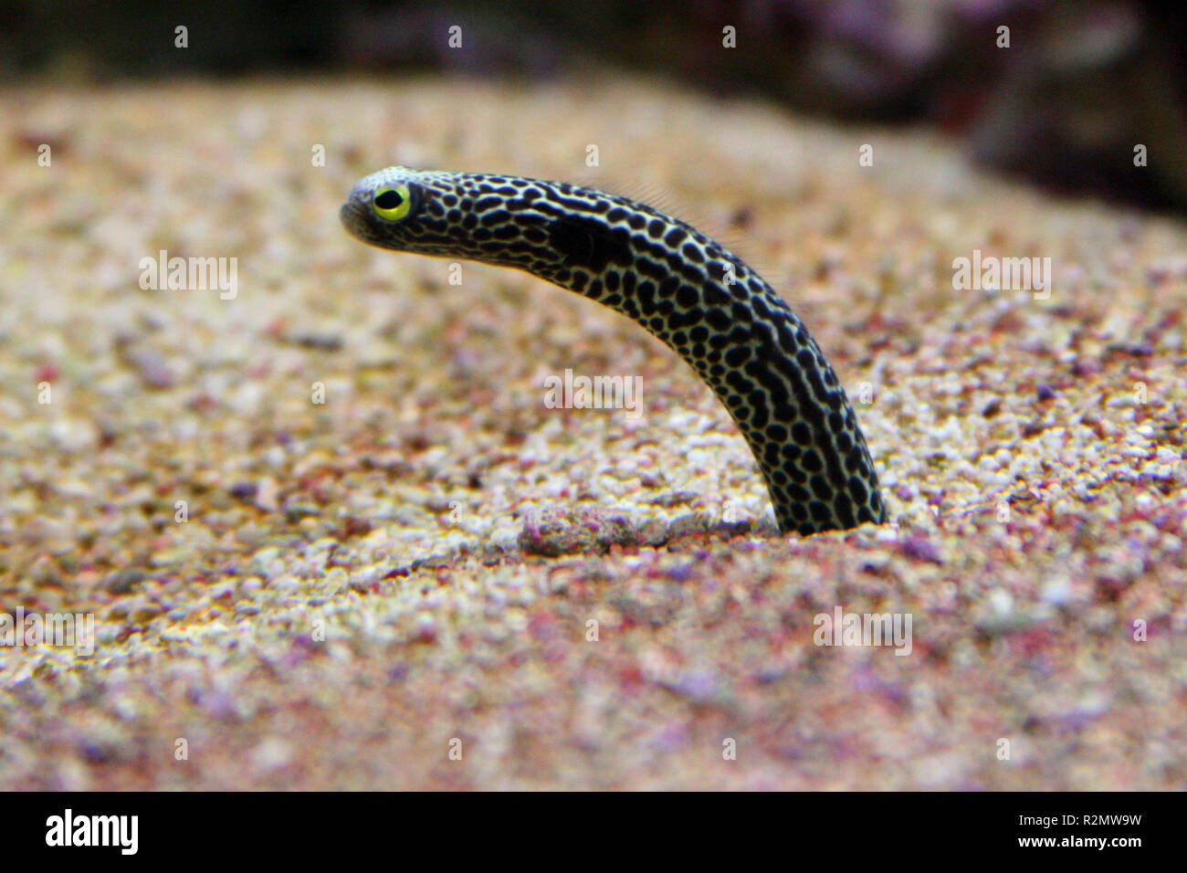 ears speck pipe eel Stock Photo - Alamy