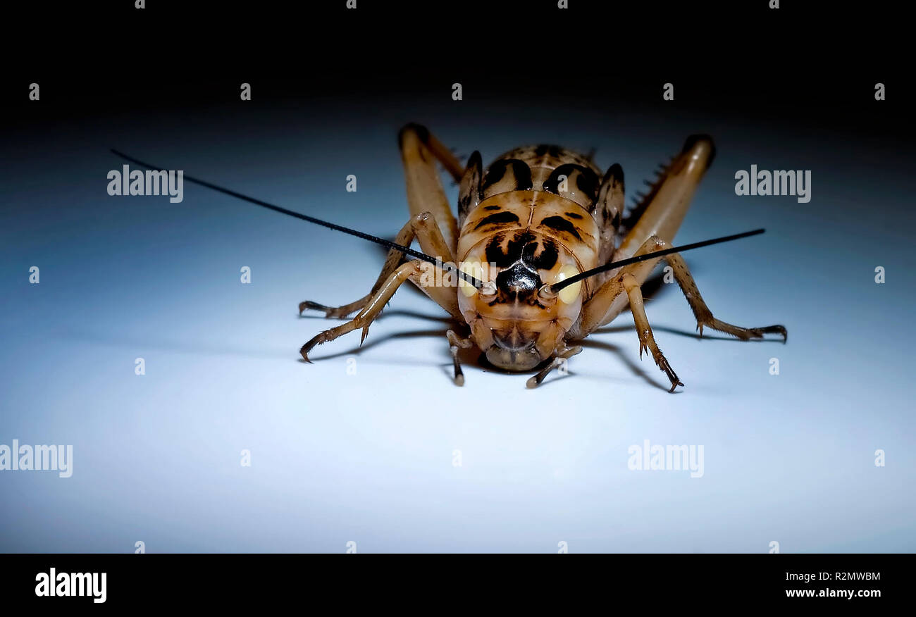 Grille insect hi-res stock photography and images - Alamy