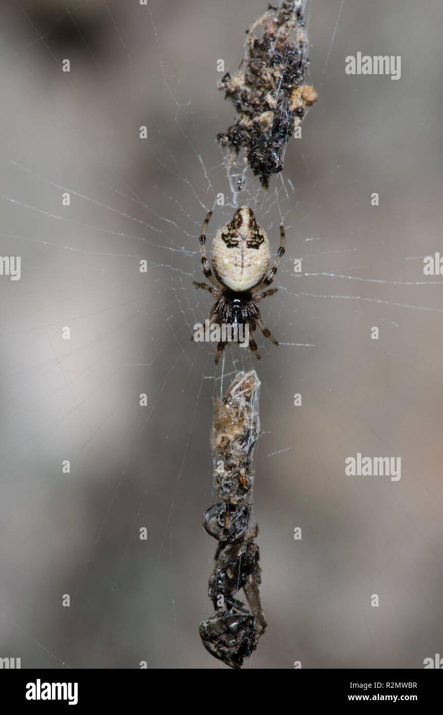 Trashline Orbweaver, Cyclosa turbinata, camouflaged while sitting in ...