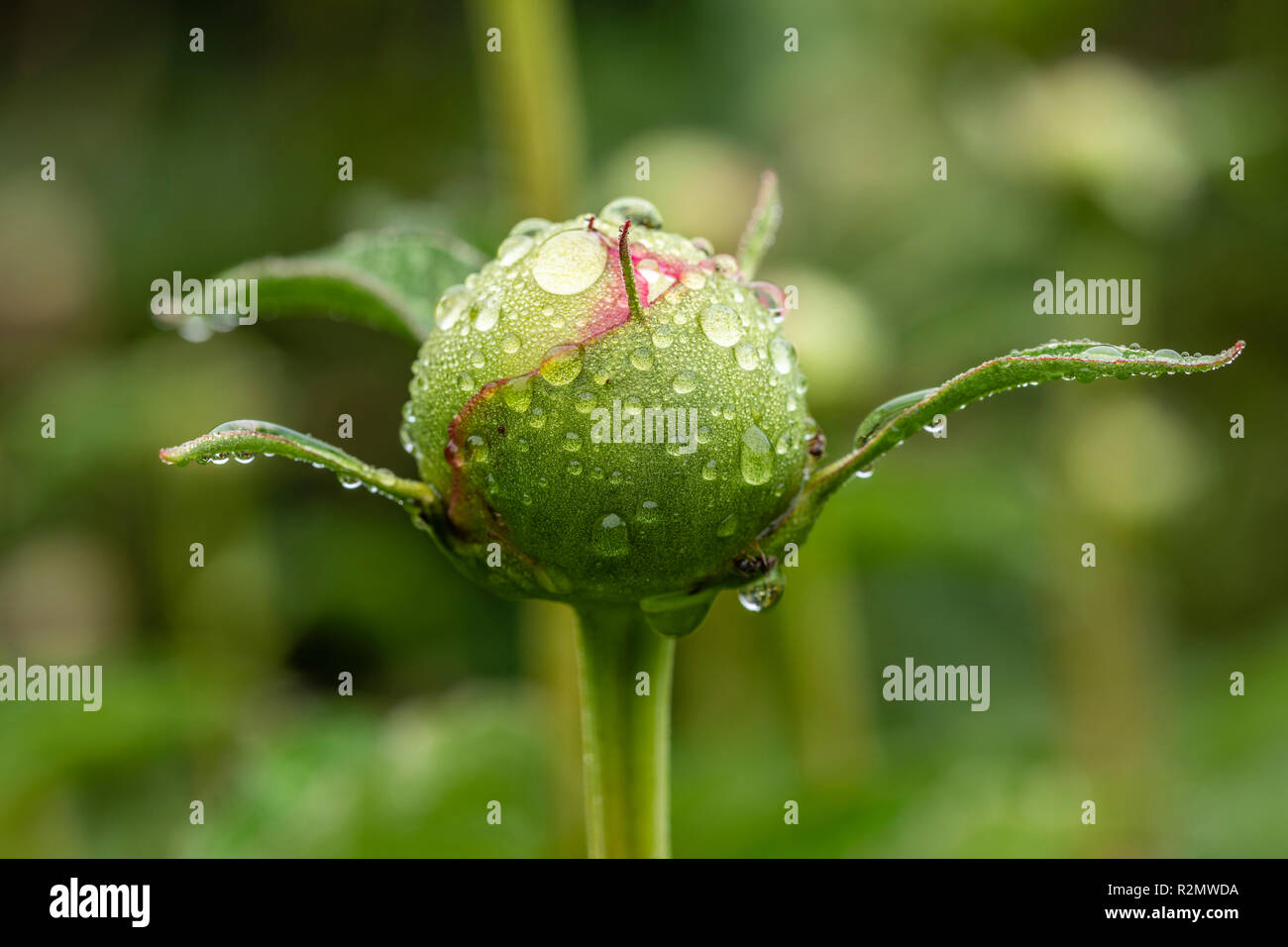 Peony bud hi-res stock photography and images - Alamy