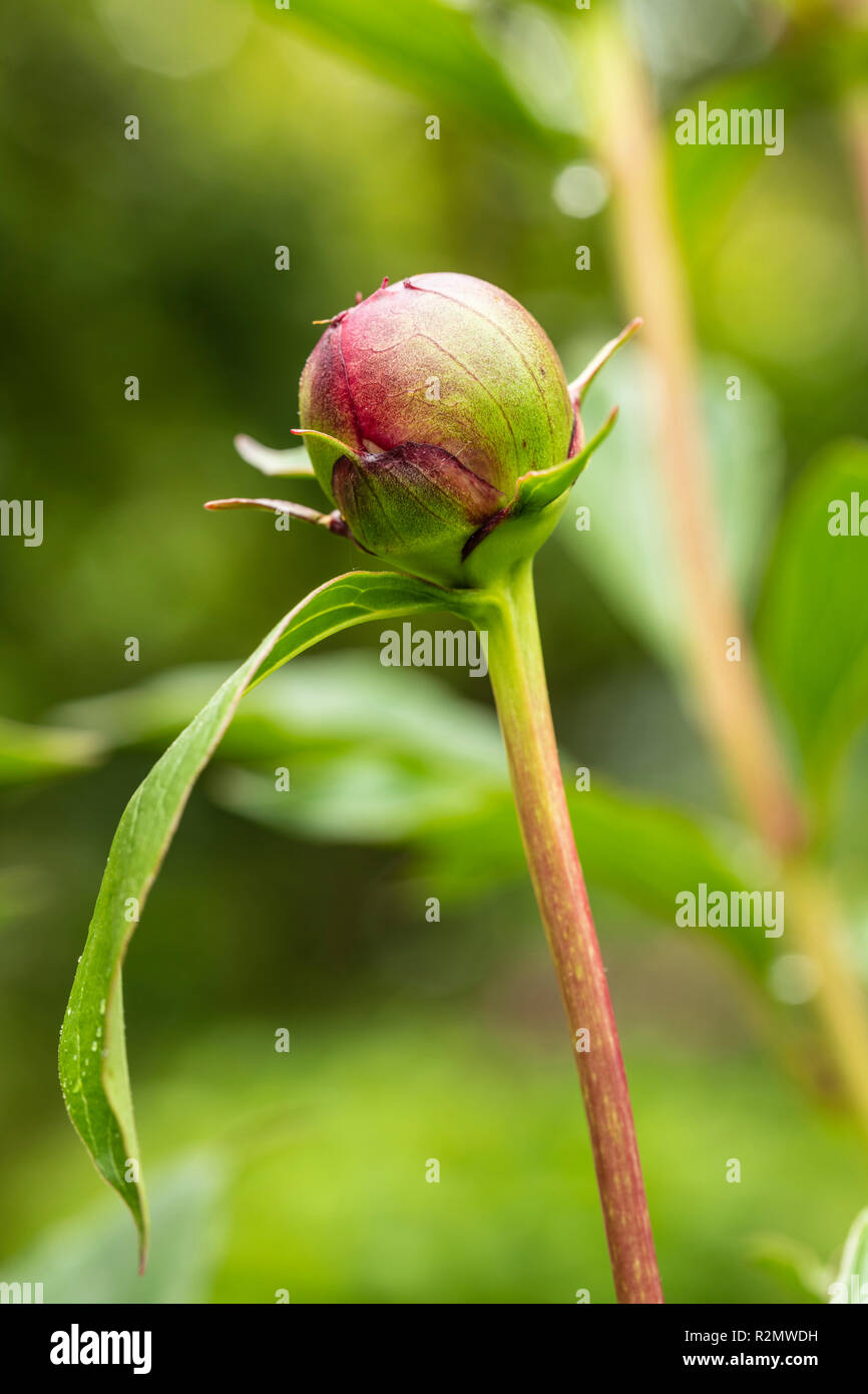Peony bud hi-res stock photography and images - Alamy